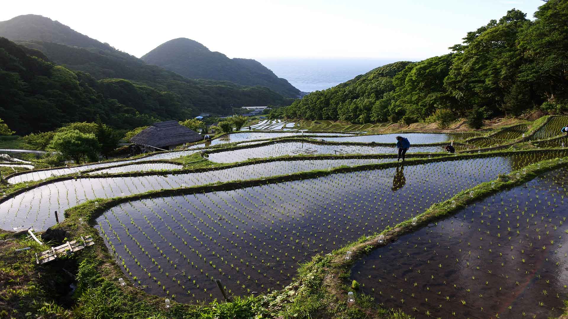 Izu Hanto | Nippon Touch