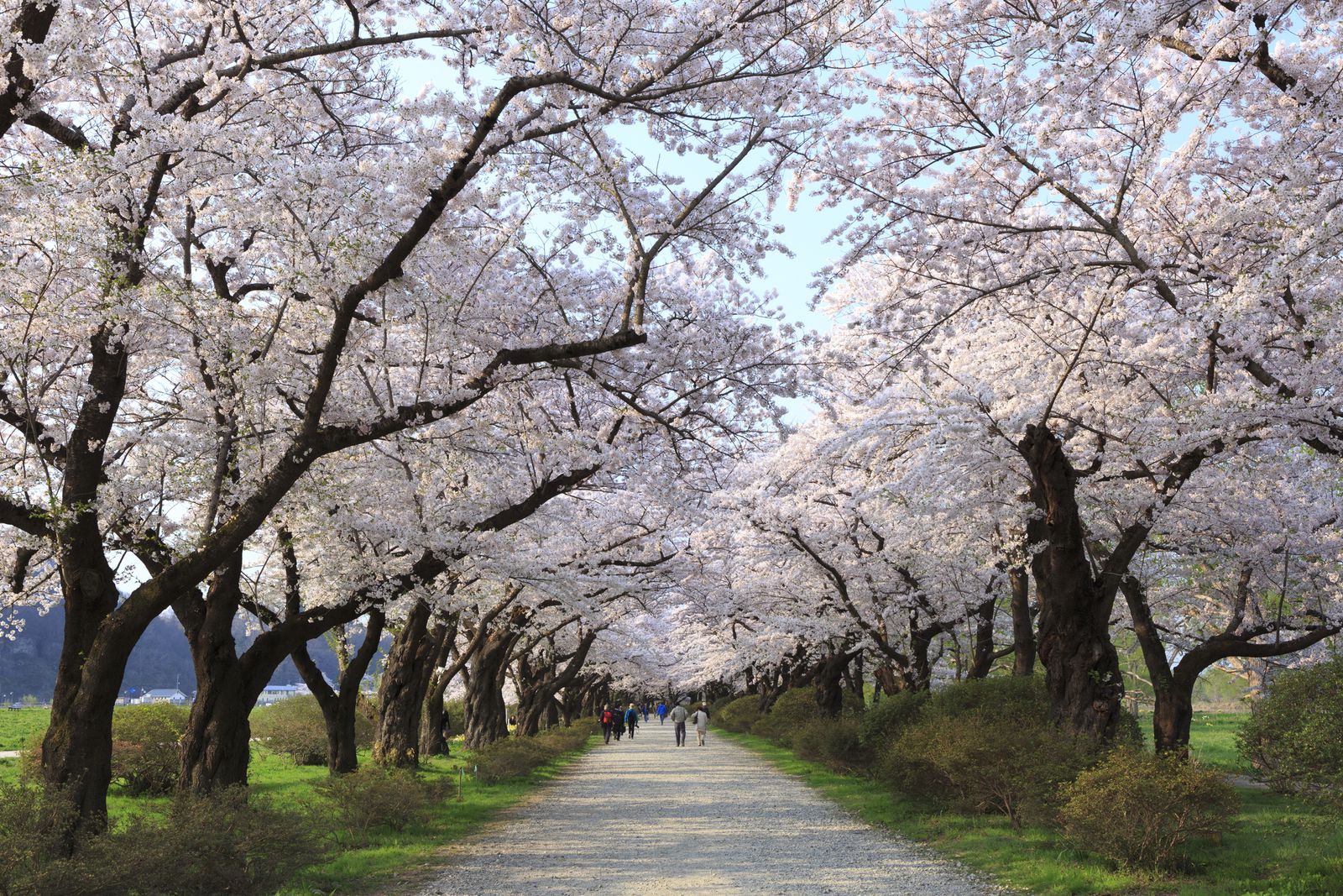 Kita Kami | Nippon Touch