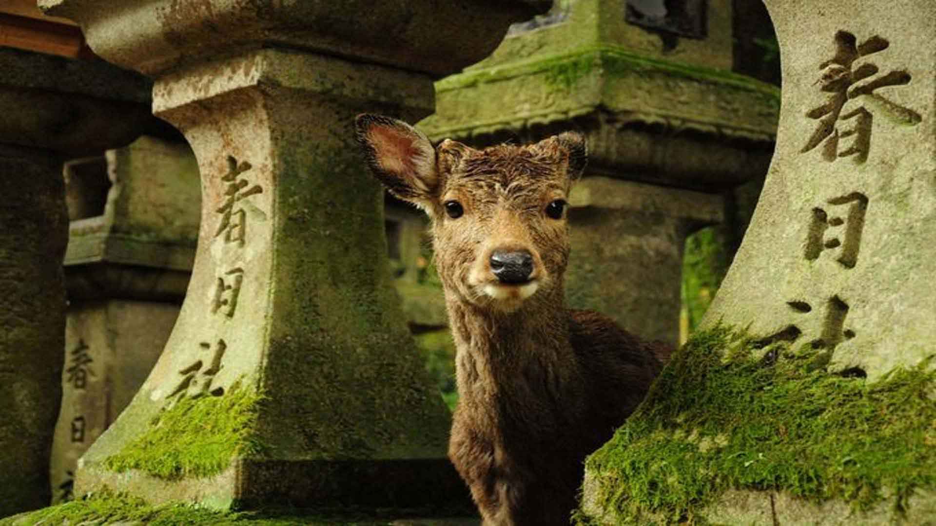 Nara-daim | Nippon Touch